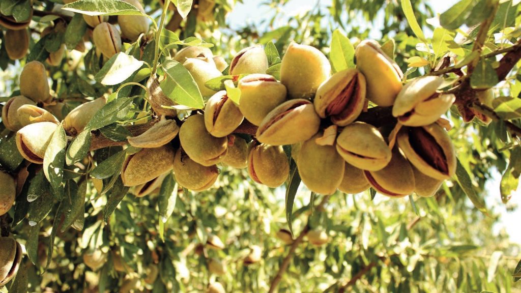 Sadnice Badem - Sadnice Oraha - Sorte sadnica Badema koje nudimo